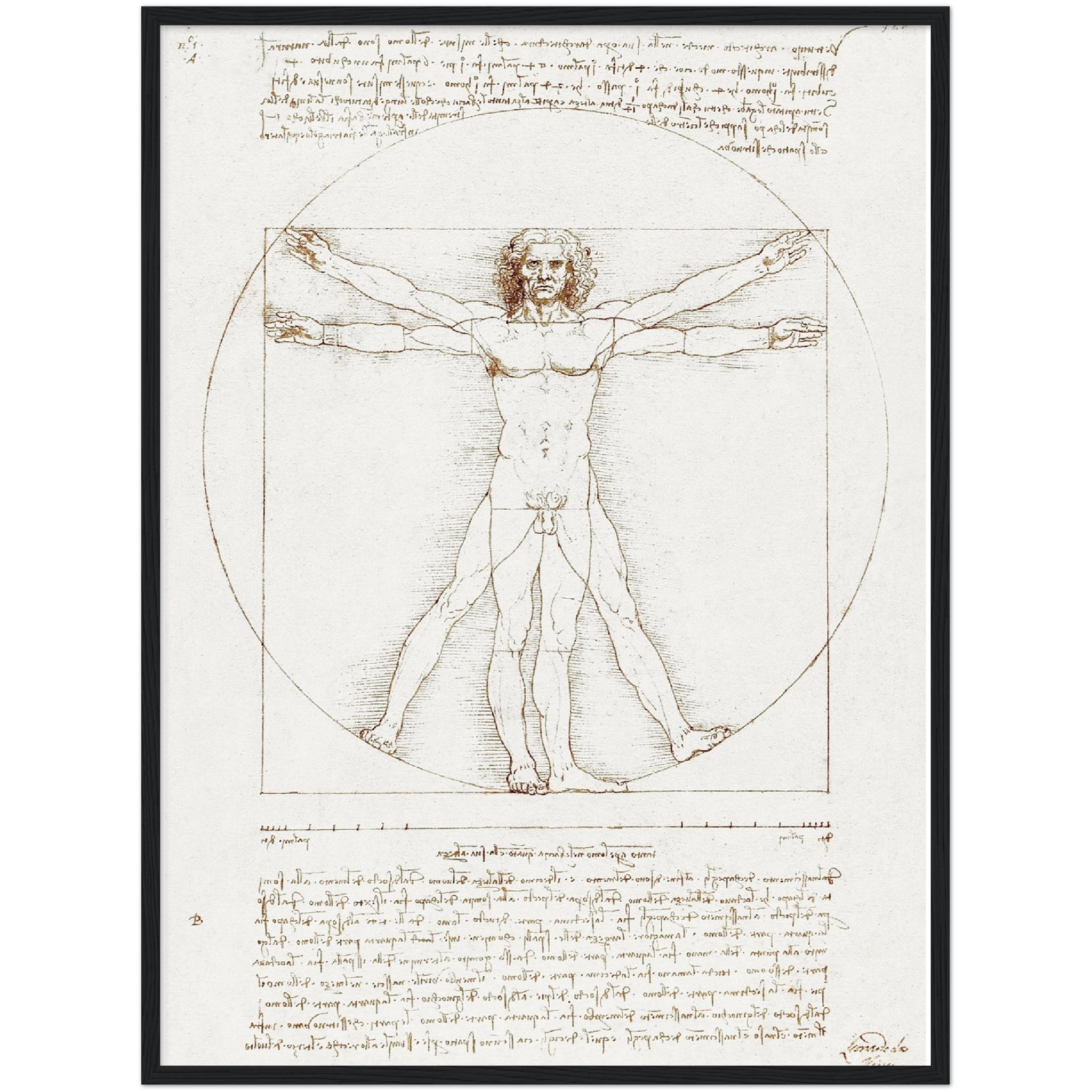 Vitruvian Man - Leonardo da Vinci | Master's Gaze