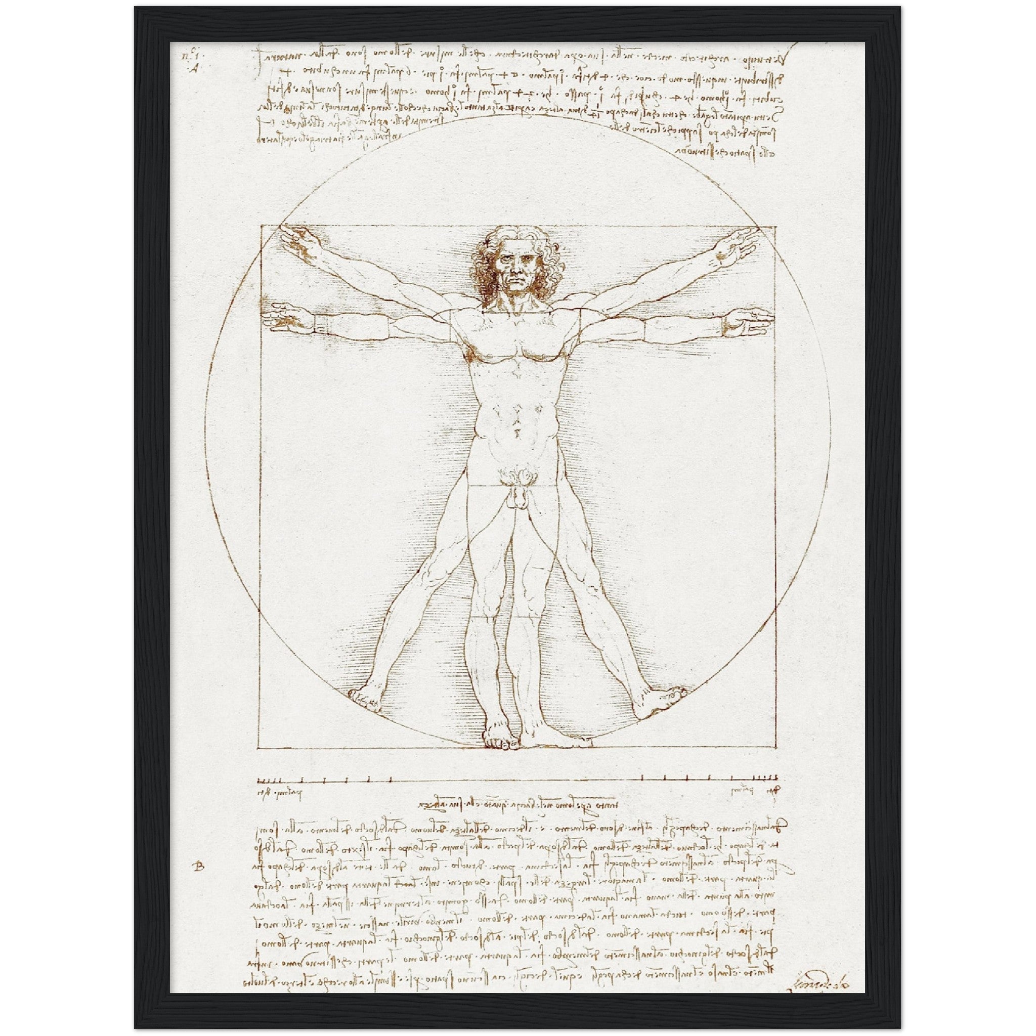 Vitruvian Man - Leonardo da Vinci | Master's Gaze
